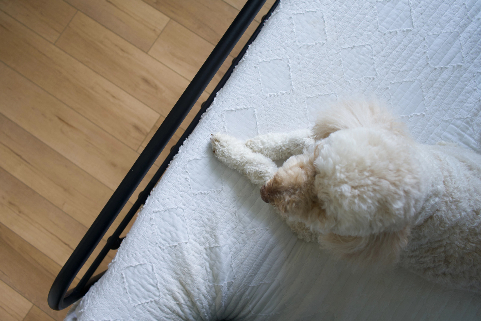 Pet-Friendly Spaces: The Best Flooring for Pets | Coretec