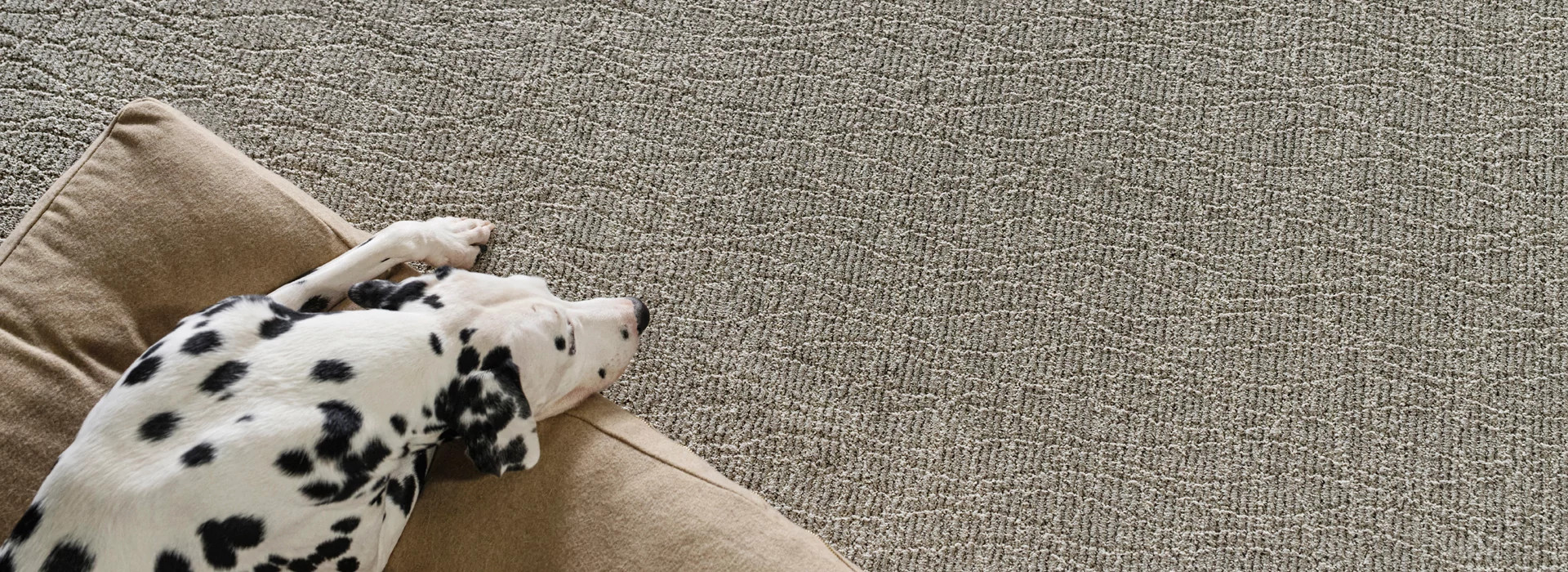 Shaw Pet Proof Carpet